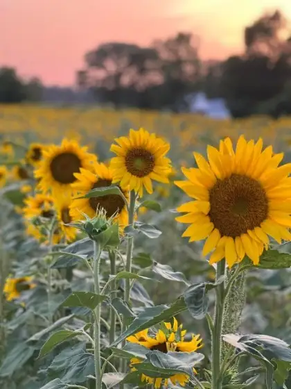 J&J Produce | Jackson County TDC